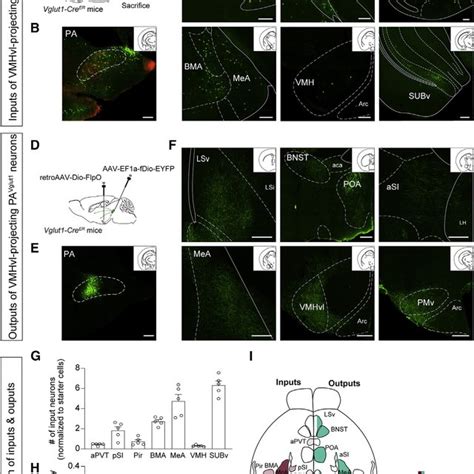 Inputs And Outputs Of Vmhvl Projecting Pa Vglut1 Neurons A C Tracing