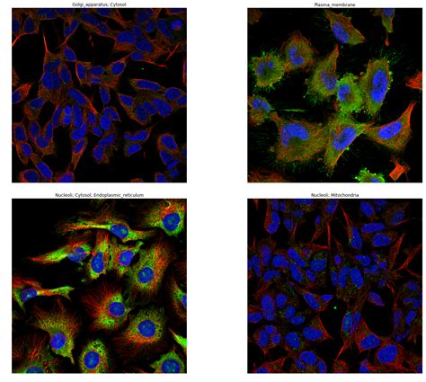 Issue With Convlearner When Training With Multilabel Data · Issue 852 · Fastaifastai · Github
