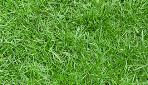 Grasses That Grows Well In Shade 2024 Lawn Pulse