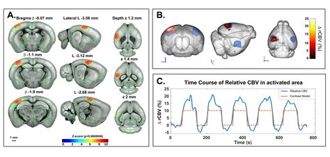 Whole Brain 3d Activation And Functional Connectivity Mapping In Mice Using Transcranial