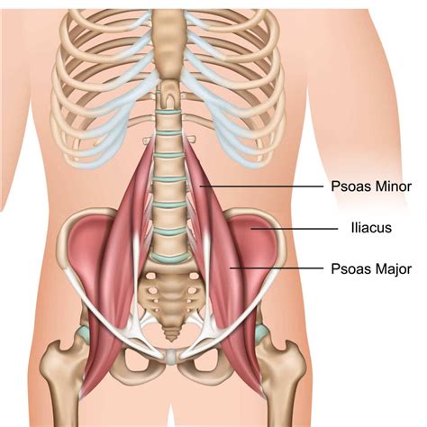 Contracture Du Psoas Iliaque Action Psoas Iliaque Vhktx