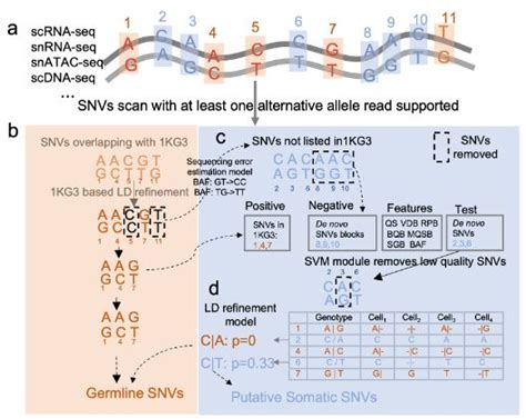 Alfonso Saera Vila On Linkedin 🧬 Monopogen A New Frontier In Single Cell Analysis 🧬 Precision