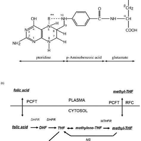 A Structure Of Tetrahydrofolate And B Transport Of Folic Acid And Download Scientific