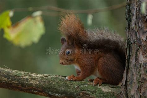 Red Squirrel In A Forest Stock Image Image Of Summer 332674895