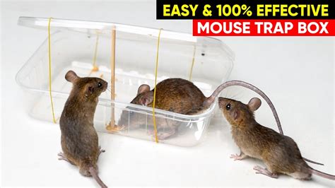 Best Mouse Trap With Biscuit Box Trap Rat Trap Homemade Diy Mouse