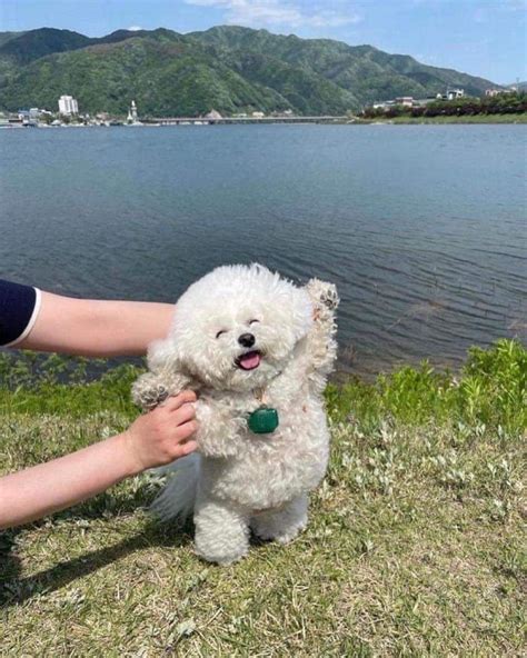 Pup Living His Best Life 9gag