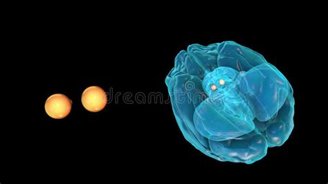 Brain Red Nucleus 3d Parts Stock Footage Video Of Brainlamina 157152324