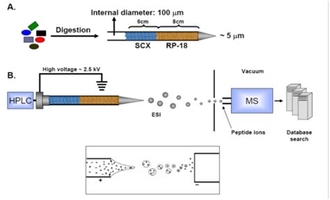Applied Proteomics In Cardiac Muscle Diseases Gramolini Lab