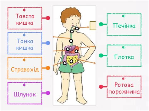 Травна система людини Labelled Diagram