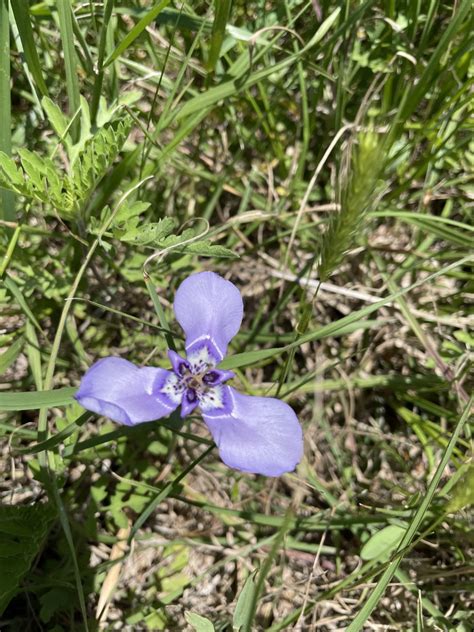 Grass Weeds And Forbs Picture Id Backyardherds Goats Horses