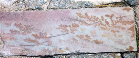 Blog Do Ramon Lamar Pseudofósseis Dendritos