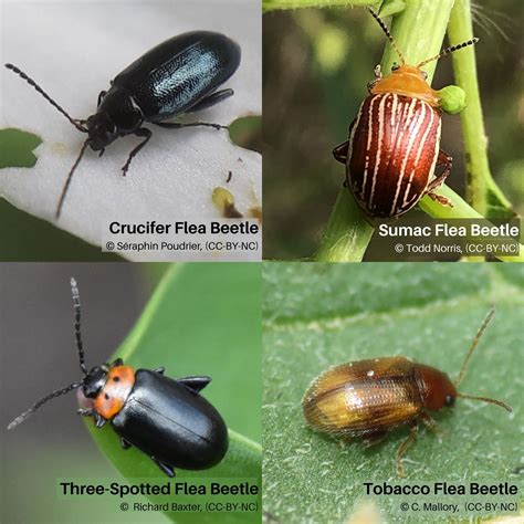 Pesticides For Flea Larvae Inside