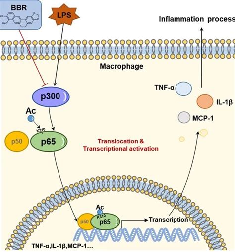 青年教师张舒晨在redox Biology杂志发表中药活性成分小檗碱抗炎作用机制的研究成果