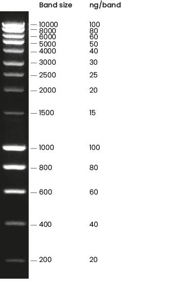 Dna Molecular Weight Smart Ladder Eurogentec
