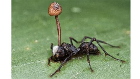 Ophiocordyceps Unilateralis On An Ant This Zombie Like Disease Infects