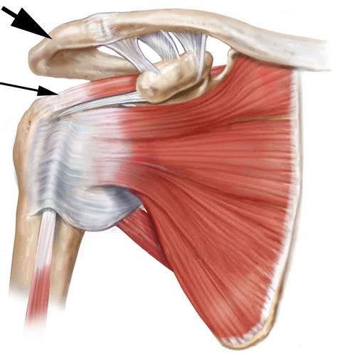 Shoulder Anatomy Rotator Cuff Tendons My Xxx Hot Girl