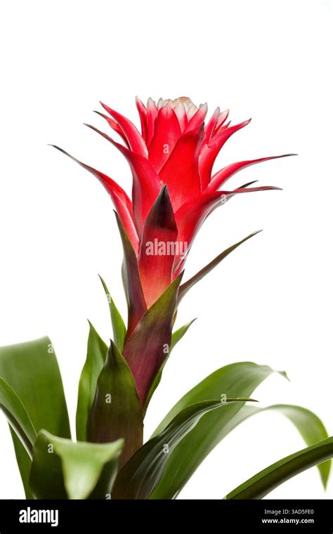 Close Up Of Red Bracted Inflorescence Of Droophead Tufted Airplant Aka