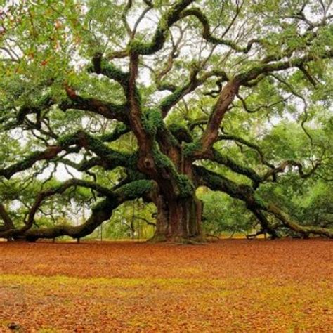 Stream Kalpataru Tree Live At Priceless By Kalpataru Tree Listen
