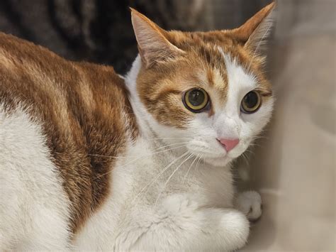 코리안숏헤어 메리 아메리칸숏헤어특징 아메리칸컬특징 아비시니안특징 엑조틱특징 터키시앙고라특징 페르시안특징 하이랜드폴드특징 애완견