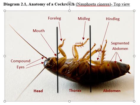 Cockroaches Lesson 1 Your Insect Breeding Learning Centre
