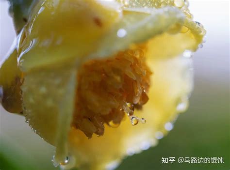 常喝金花茶却不了解它？看完这篇就都懂了 知乎