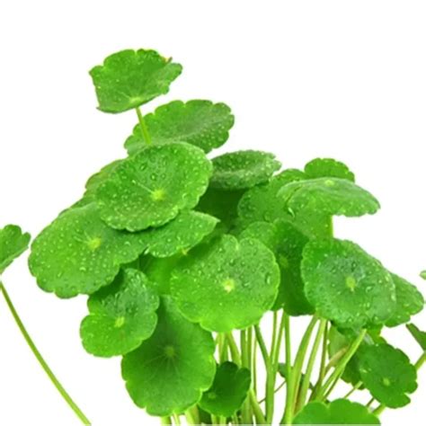 Centella Asiatica Extract Chinese Manufacturer Supplier Factory