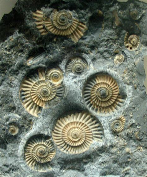 Pin By Dubs On Fossils Spirals In Nature Fossils Patterns In Nature