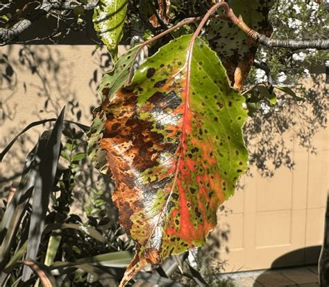 Is This Tree Rust Or Something Else Rarborists