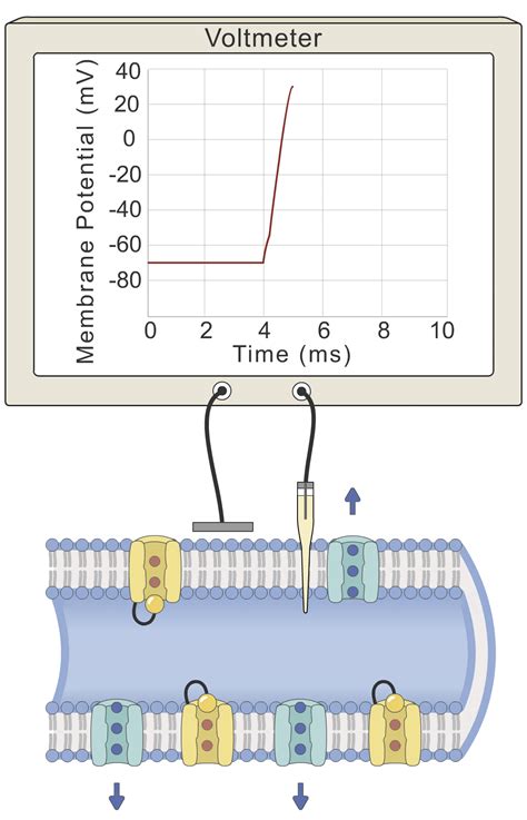 The Action Potential Lesson Human Bio Media