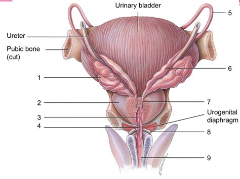 Male Reproductive Organs And Accessory Sex Glands Posterior View