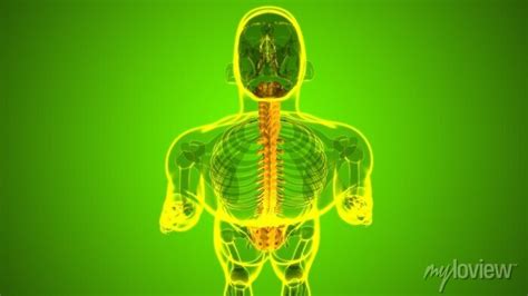 Human Skeleton Vertebral Column Vertebrae Anatomy Posters For The Wall • Posters Spinal Column