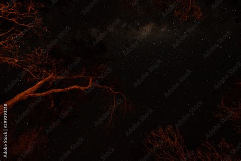Night Photo In The African Savannah Long Exposure With Stars And Milky