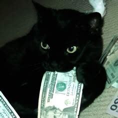 Cute Black Cat Pfp