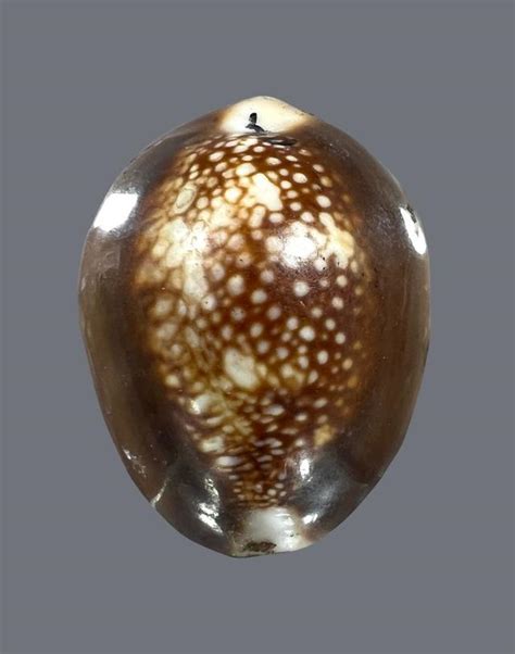 เบี้ยแก้ หลวงพ่ออาคม วัดยายร่ม Ennxo