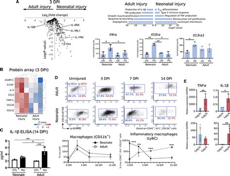 Functional Tendon Regeneration Is Driven By Regulatory T Cells And Il 33… Giulia Crosio