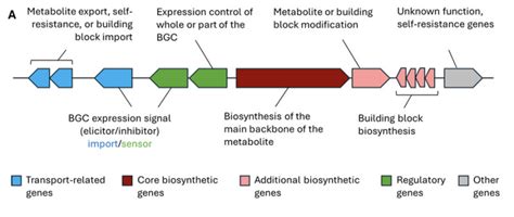 The Transcriptional Architecture Of Bacterial B
