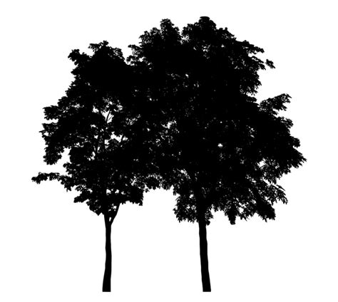Trees Outline Pngs For Free Download