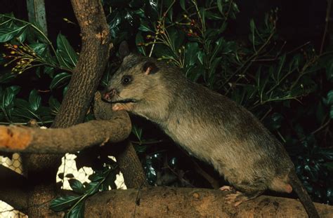 Gambian Pouched Rats As Pets