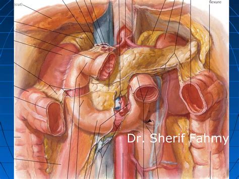 Jejunum And Ileum Anatomy Of The Abdomen Pps