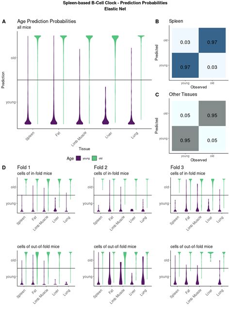 Predictive Performance Of The Spleen Based B Cell Age Classification Download Scientific