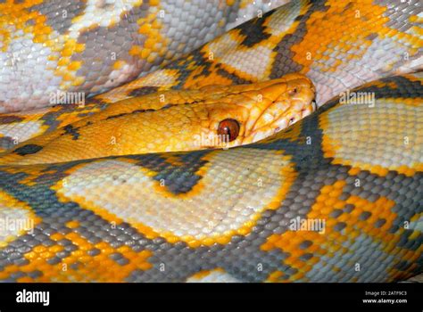 Reticulated Python Color Version Netzpython Python Reticulatus