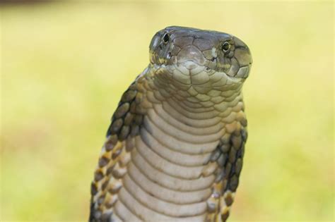 King Cobra For The Full Article And More Pics Check Rahula Flickr