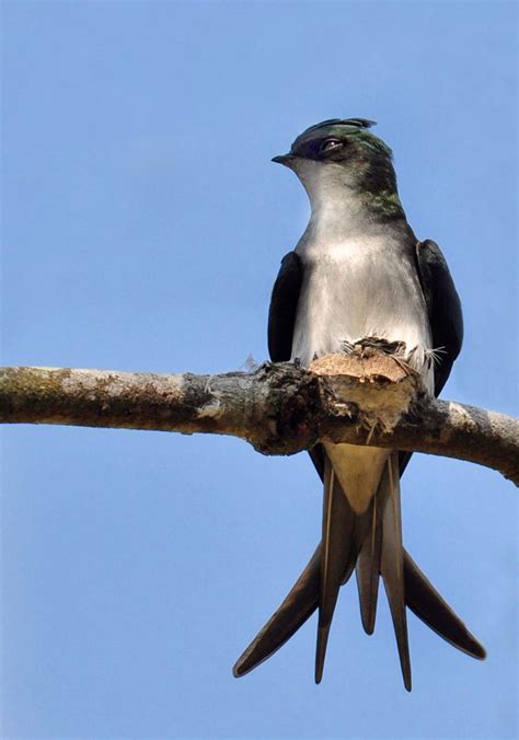 Grey Rumped Treeswift Hemiprocne Longipennis