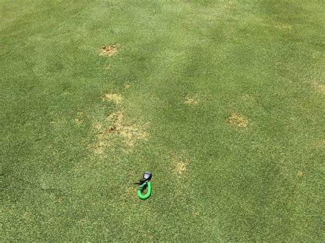 Annual Bluegrass Weevil Turfgrass Diagnostic Lab