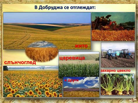 5 Дунавска равнина 4 клас Булвест Pptx