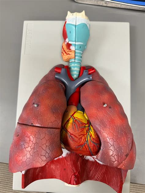 Respiratorycirculatory System Model Diagram Quizlet