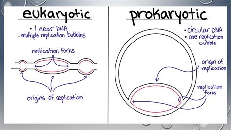 Difference Between Prokaryotic And Eukaryotic Dna Replication Pptx