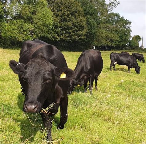 What Are The Benefits Of Grass Fed Beef
