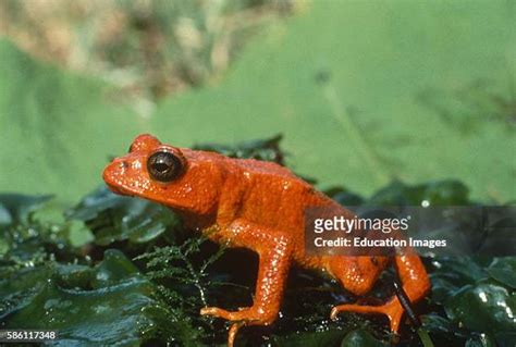 Golden Toad Photos And Premium High Res Pictures Getty Images
