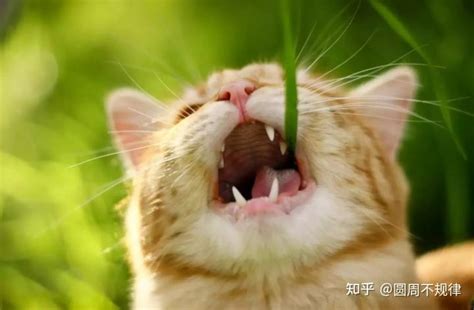 猫咪不舒服自己找“叶子”吃？背后的原因有这些 知乎
